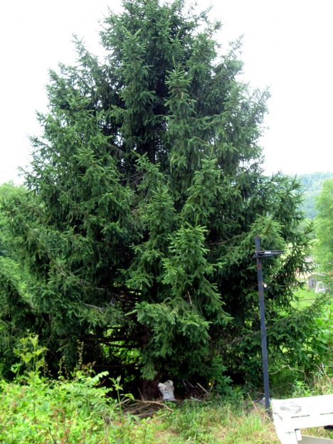 Tree Identification – North Carolina Conifer (Solved!) – Pixie's Pocket Tree Identification – North Carolina Conifer (Solved!) – Pixie's Pocket